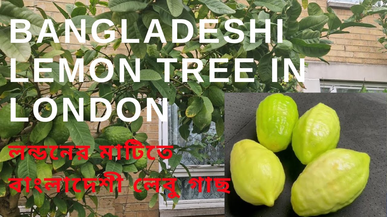 Bangladeshi lemon tree in London|| লন্ডনের মাটিতে বাংলাদেশী লেবু গাছ ...