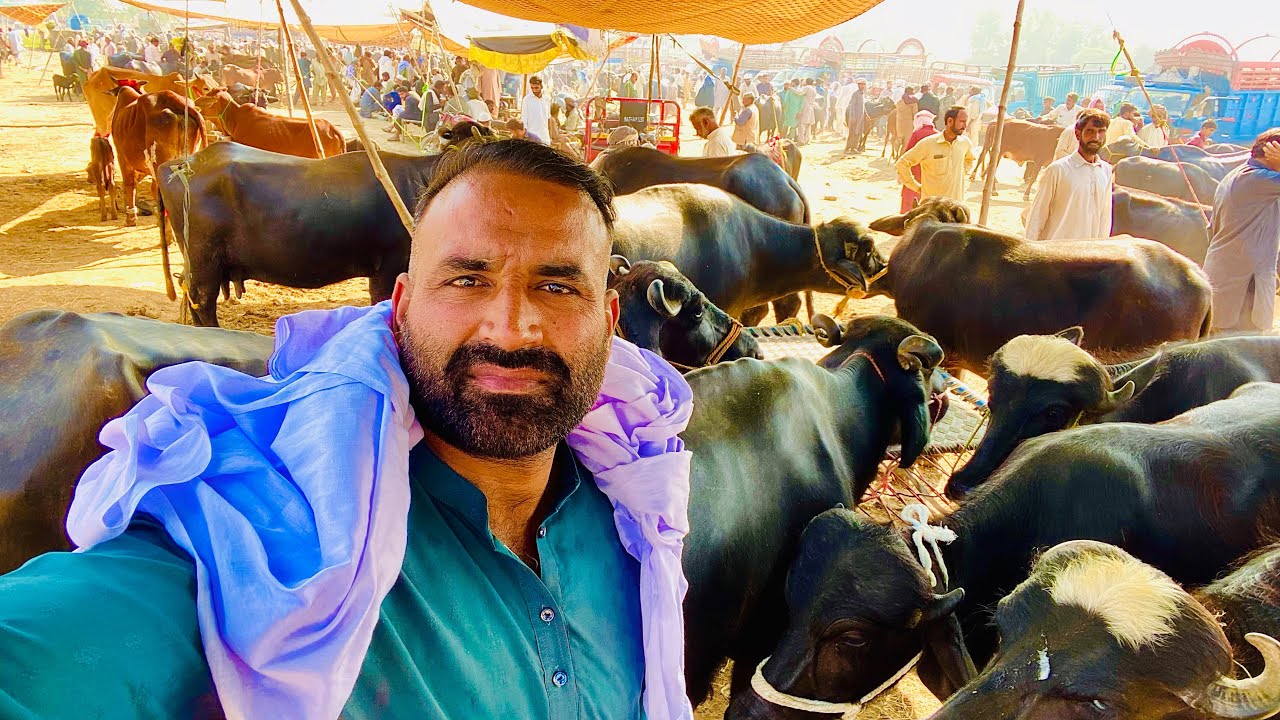 Aj da Vilogs Badiyana Sialkot Mandi da majja te majja de Rait chak kro ...