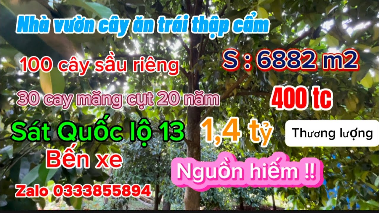Cô chú lớn tuổi ,đau bệnh đành bán ,vườn cây ăn trái sát quốc lộ 13 và ...
