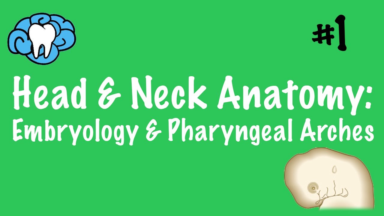 Head & Neck Anatomy | Embryology & Pharyngeal Arches | INBDE - YouTube