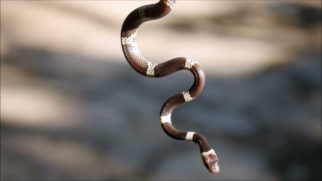 PAINLESS BITE FROM A COMMON KRAIT IS ALWAYS FATAL - YouTube