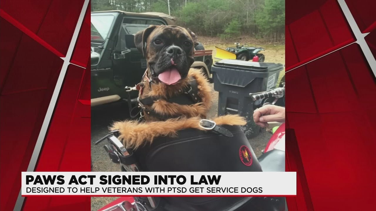 PAWS Act designed to help veterans with PTSD get service dogs signed ...
