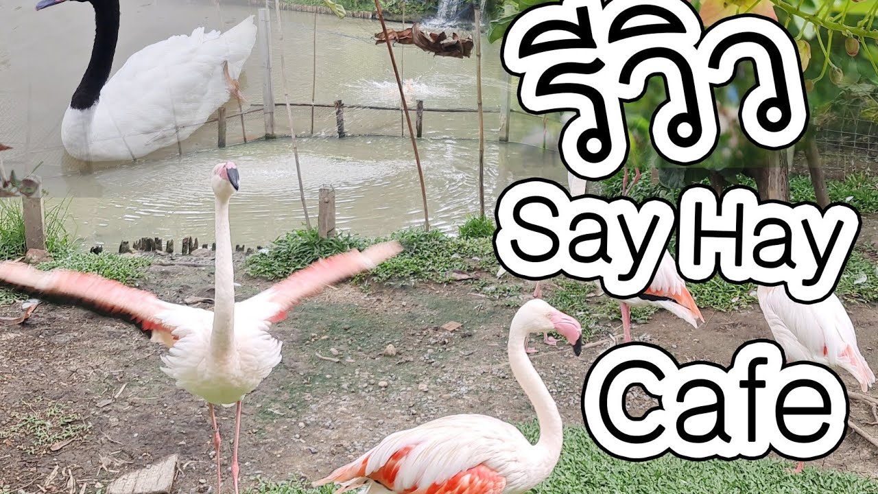 Say hay cafe cuisine รีวิว - YouTube