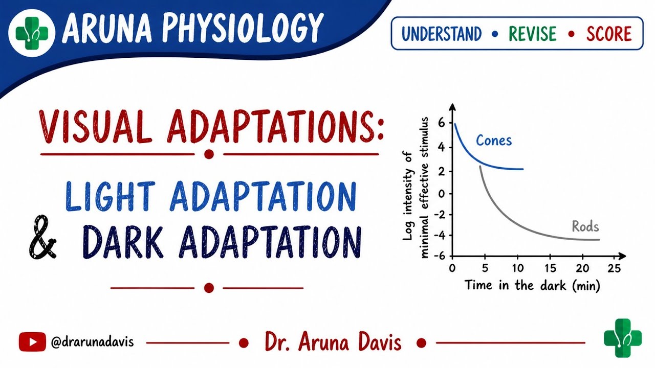 Light & Dark Adaptation|Physiology | First year MBBS - YouTube