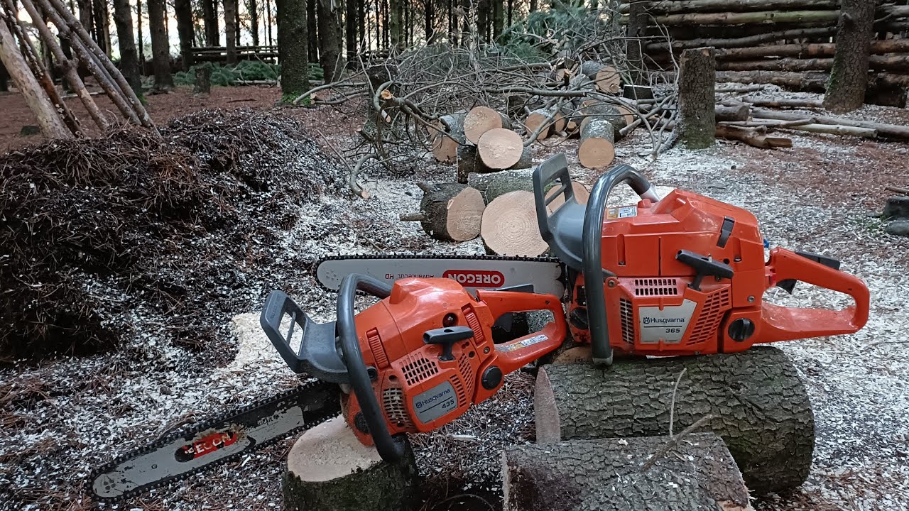 Felling Pine in The Evening Sun - Husqvarna 435 Chainsaw - YouTube