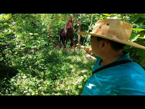Centauro Real Se Aparece En Un Bosque De El Salvador - YouTube