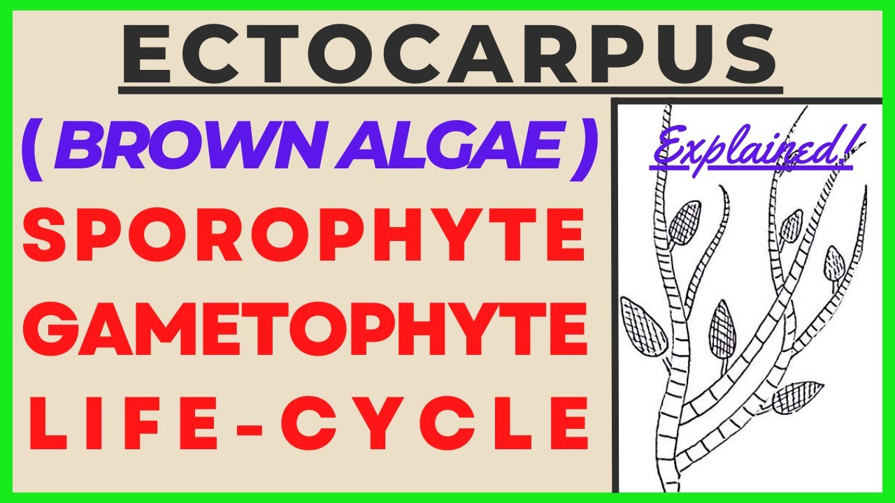 Brown Algae Ectocarpus Life Cycle Sporophyte Gametophyte Reproduction Plant Kingdom