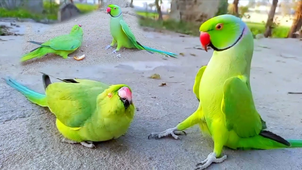 Fantastic Parrots Dancing Pair | Beautiful Parrots - YouTube