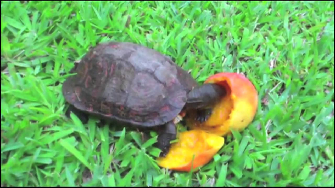 La tortuga y el fin de la cosecha de mango - YouTube