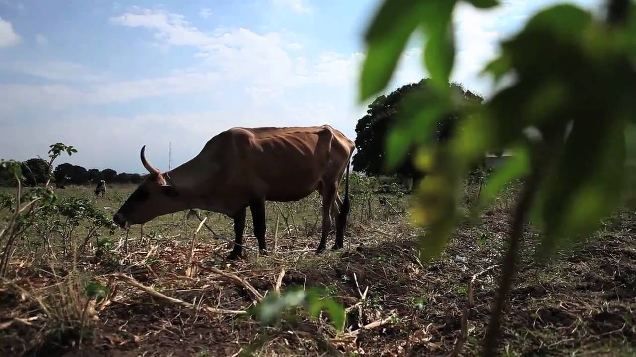 Haitian Cow Chewing.mov - YouTube