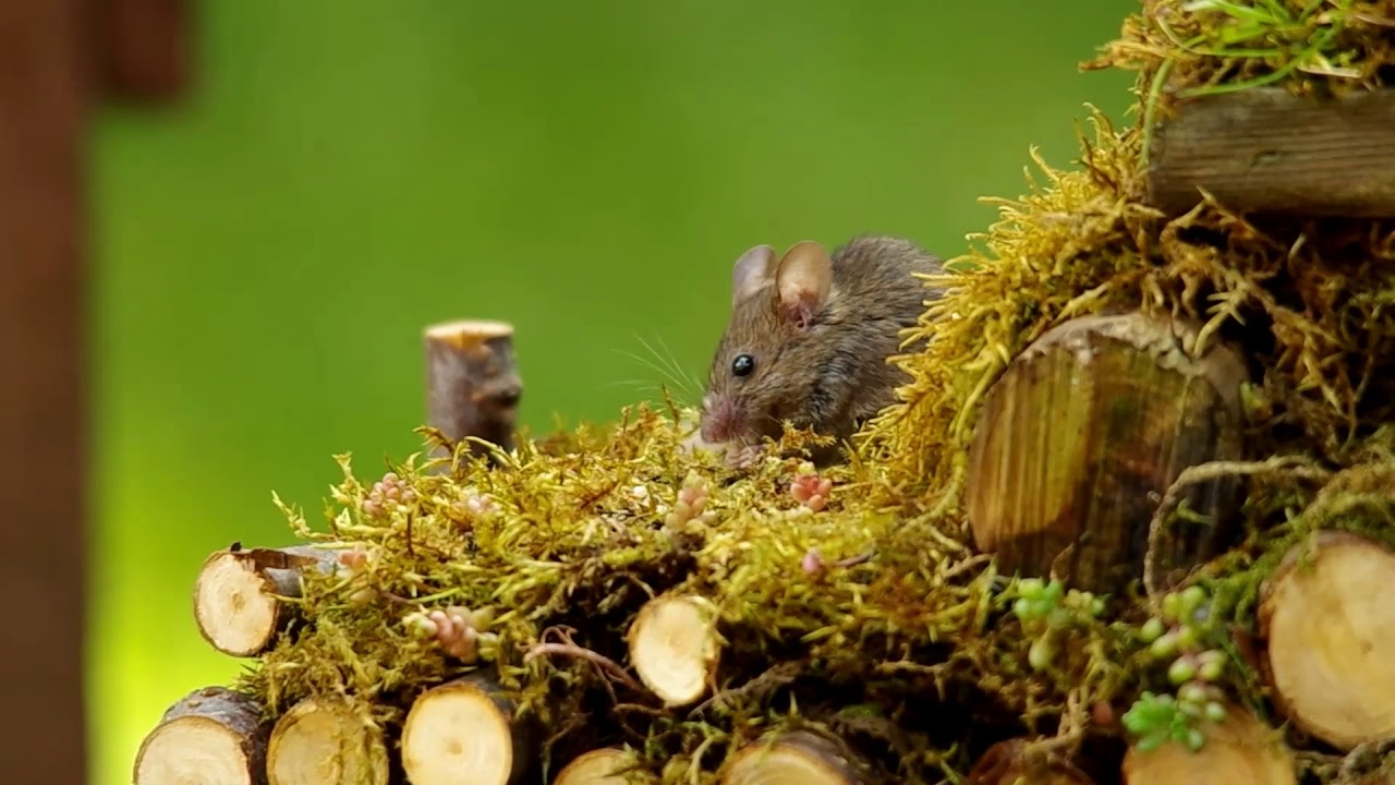 George the Mouse in a Log pile House - NHS - YouTube