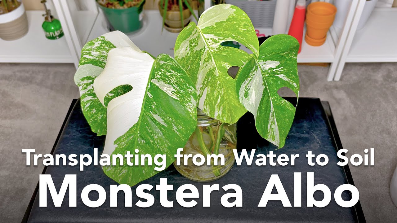 Transplanting Cuttings from Water to Soil | Monstera Albo Propagation ...