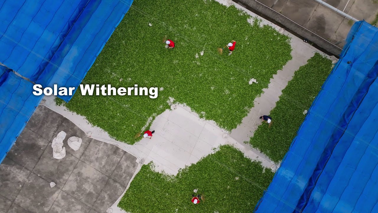 Nantou Tea-making Processing | Manufacturing Process of Songbo ...