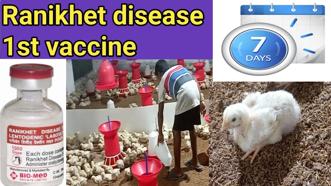 Ranikhet disease 1st vaccine - YouTube