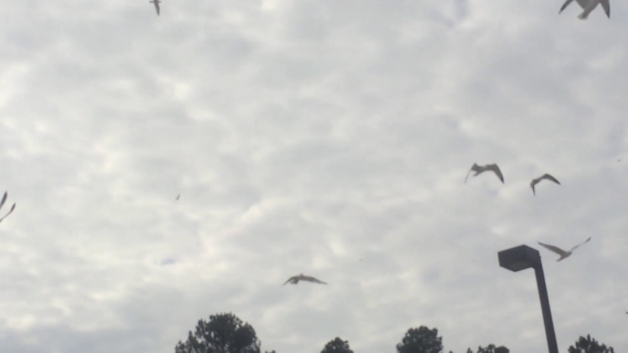 Seagull terror - YouTube