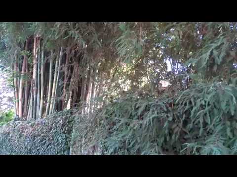 Bamboo forest in California - MAH01153 - YouTube