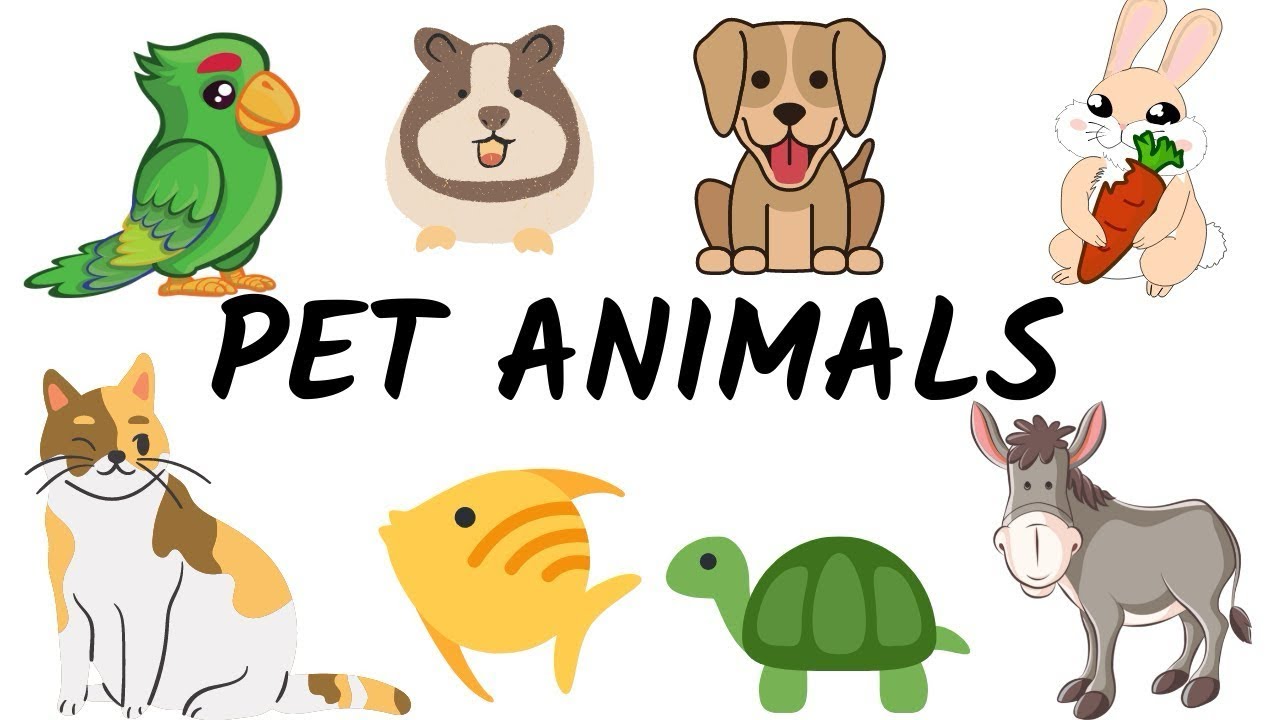 Pet animals |learn pet animals |Introducation of pet animals for kids# ...