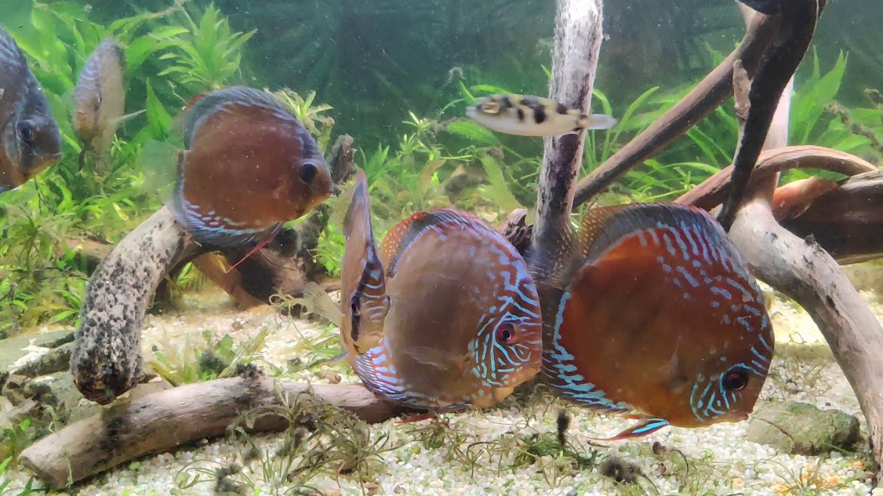 Discus Tank Mates Puffer Fish at Gail Pagano blog