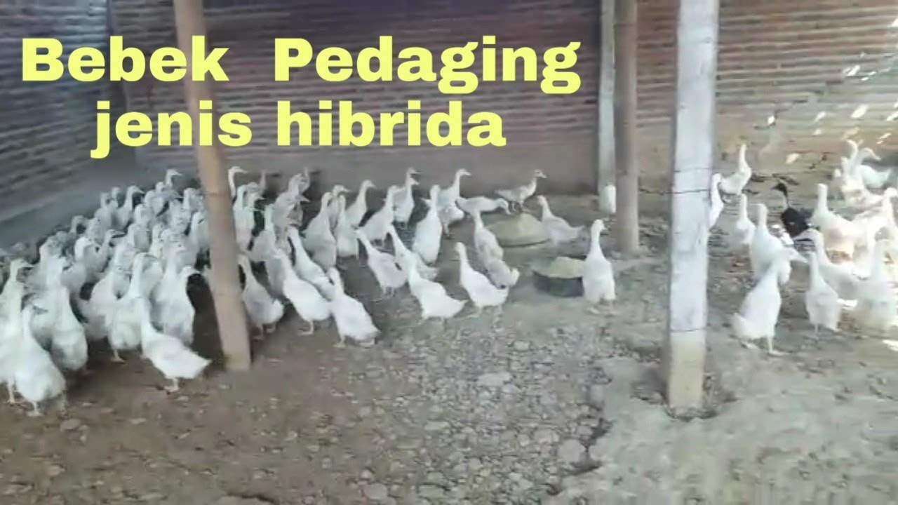 Bebek pedaging jenis Hibrida Super - YouTube