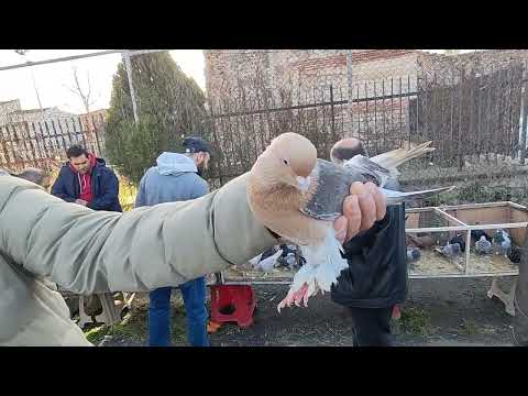 Edirnekapı kuş güvercin pazarı EN GÜNCEL video 01 mart 2026/ kuş pazarında bu haftaki fiyatlar nasil