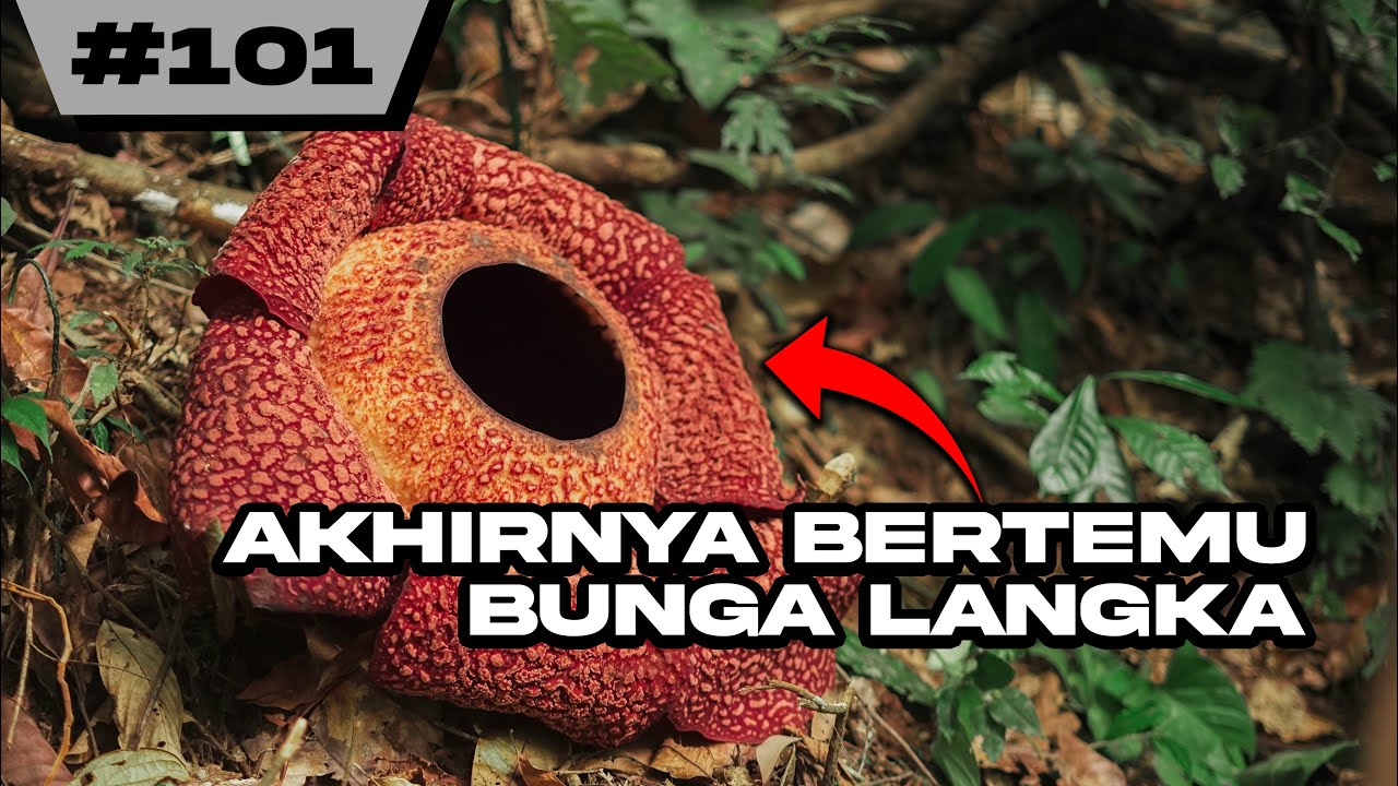 Mengenal dan Melihat Lebih Dekat dengan Tanaman Langka Bunga Rafflesia ...