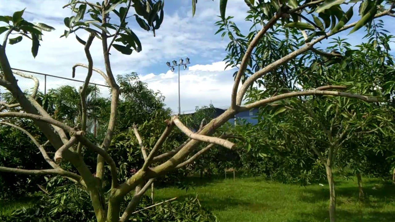 Pangkasan pokok harumanis selepas buah - YouTube