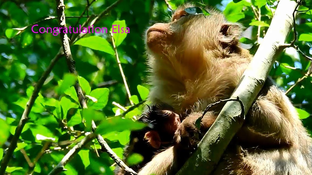 Congratulations Elsa!! Monkey Elsa just gave birth today, Elsa has ...