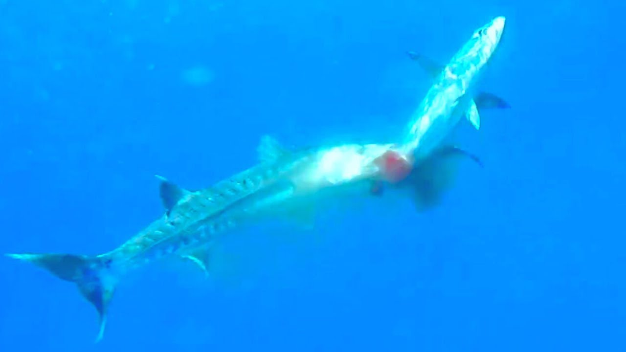 Barracuda: A Marine Butcher Capable of Killing a Human with His ...