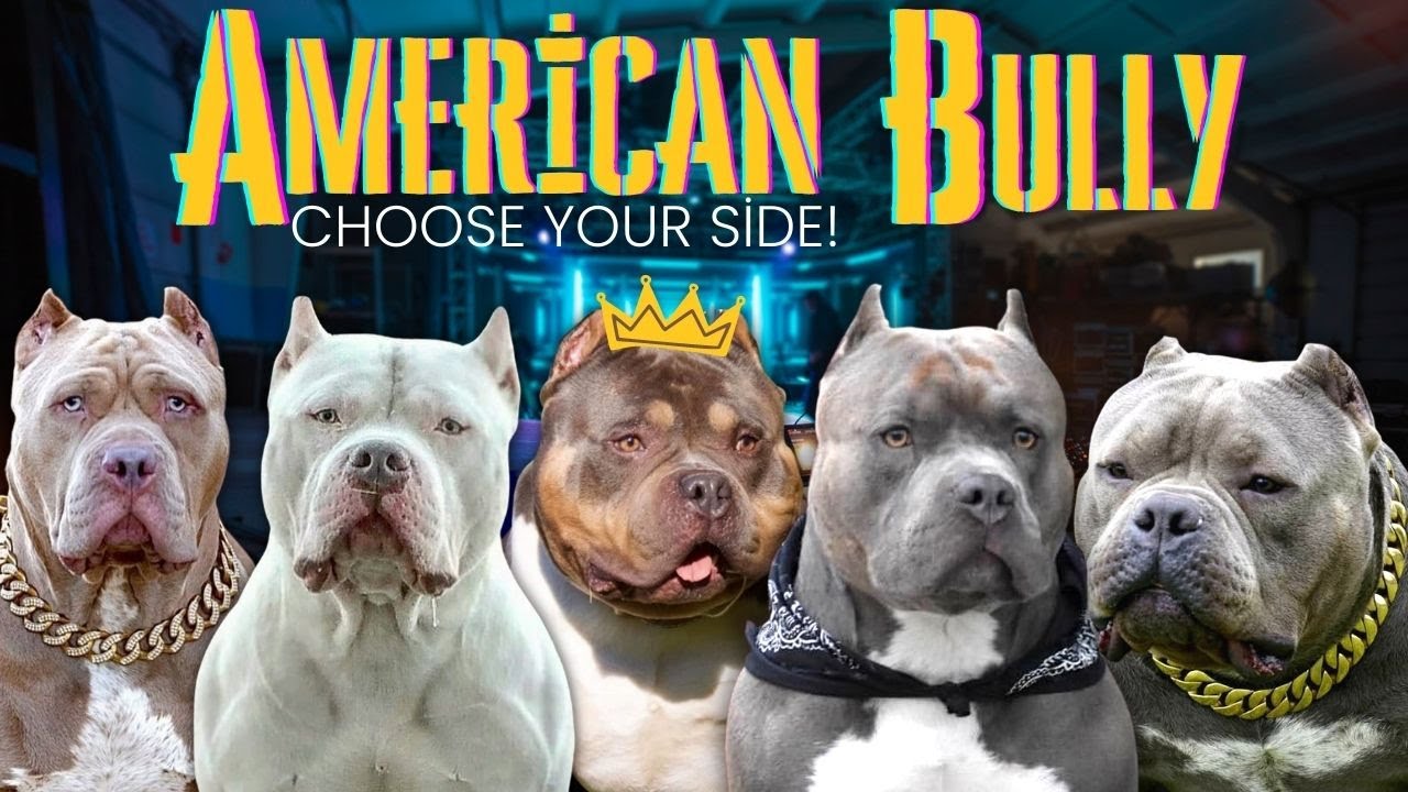 American Bully Sizes - 5 different American Bully, which one suits you ...