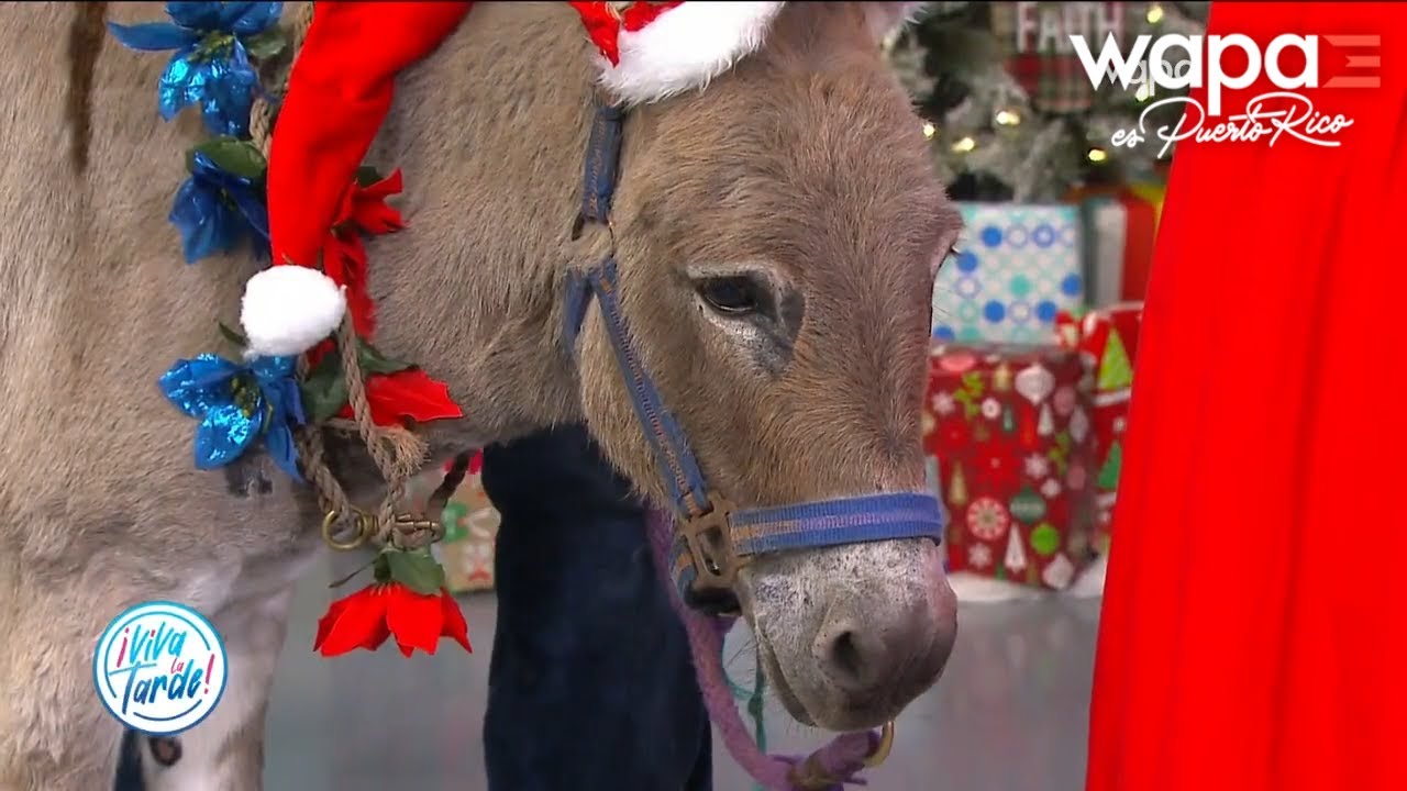 ¡Qué Animal!: Estas son las diferencias entre los burros y las mulas ...