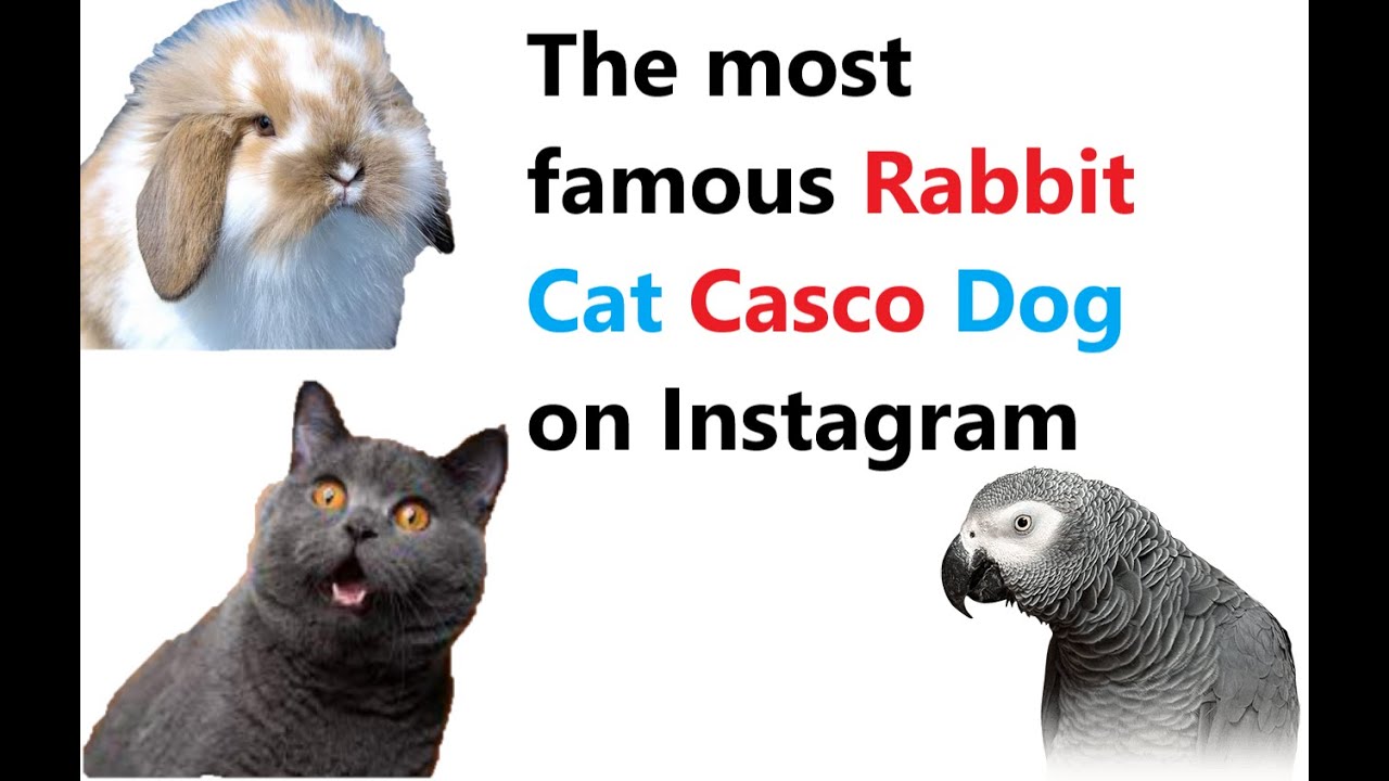 The most famous Dog Cat Rabbit Bird Casco on Instagram dog cat rabbit ...