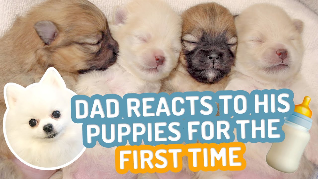 Pomeranian dad reacts to his puppies for the FIRST TIME 🍼 Cute Pom Dogs ...