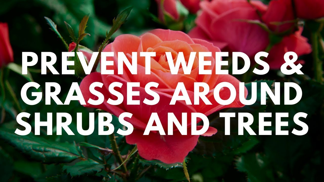 Prevent Weeds & Grasses Around Shrubs and Trees - Casoron Granules ...