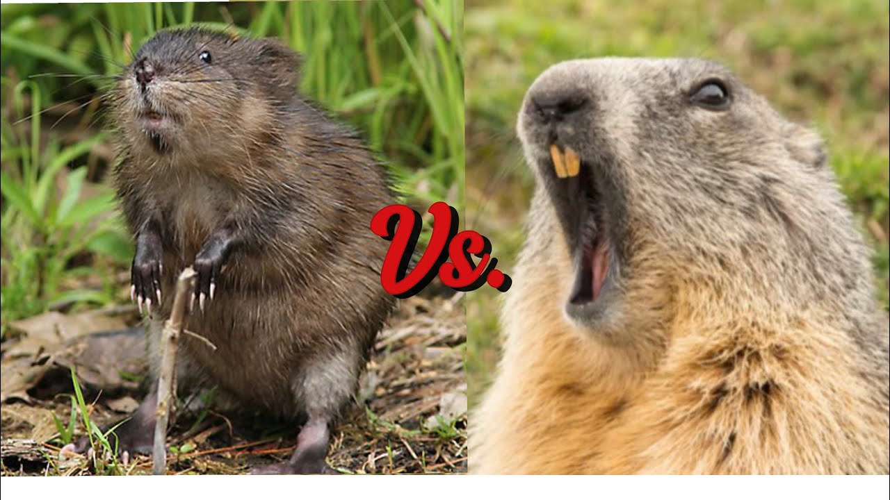 Muskrats vs. groundhog - YouTube