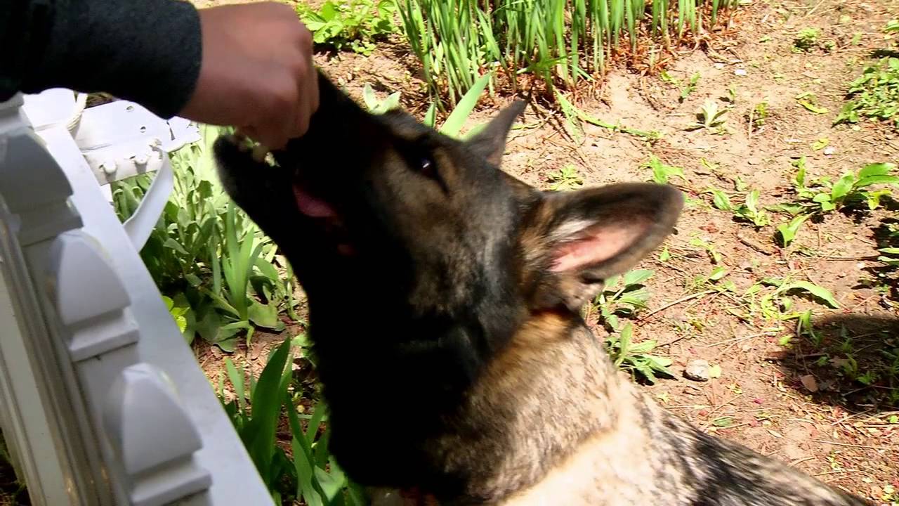 Animal Translator - YouTube