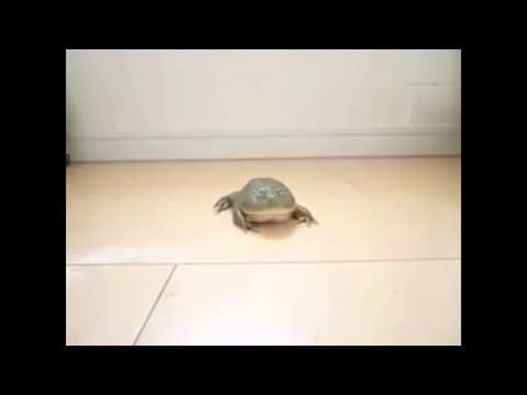 Frog Piano Man Meme