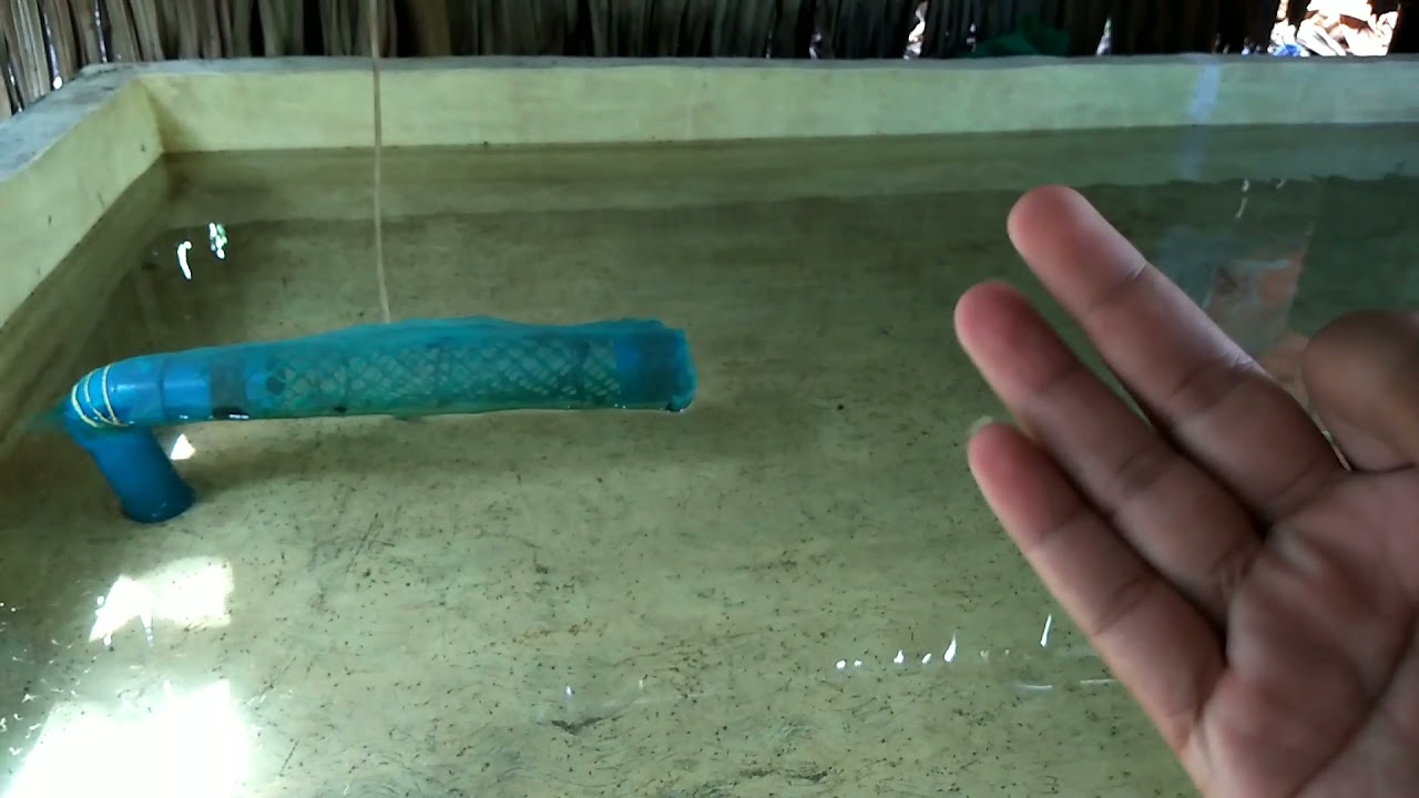 Catfish FRY Management 4 || Day 3 of Fry in Nursery Pond (Tips and Idea ...