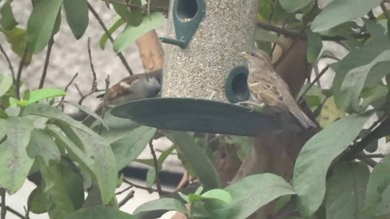 Sparrow bird, bird feeder, delhi state bird, sparrow voice - YouTube