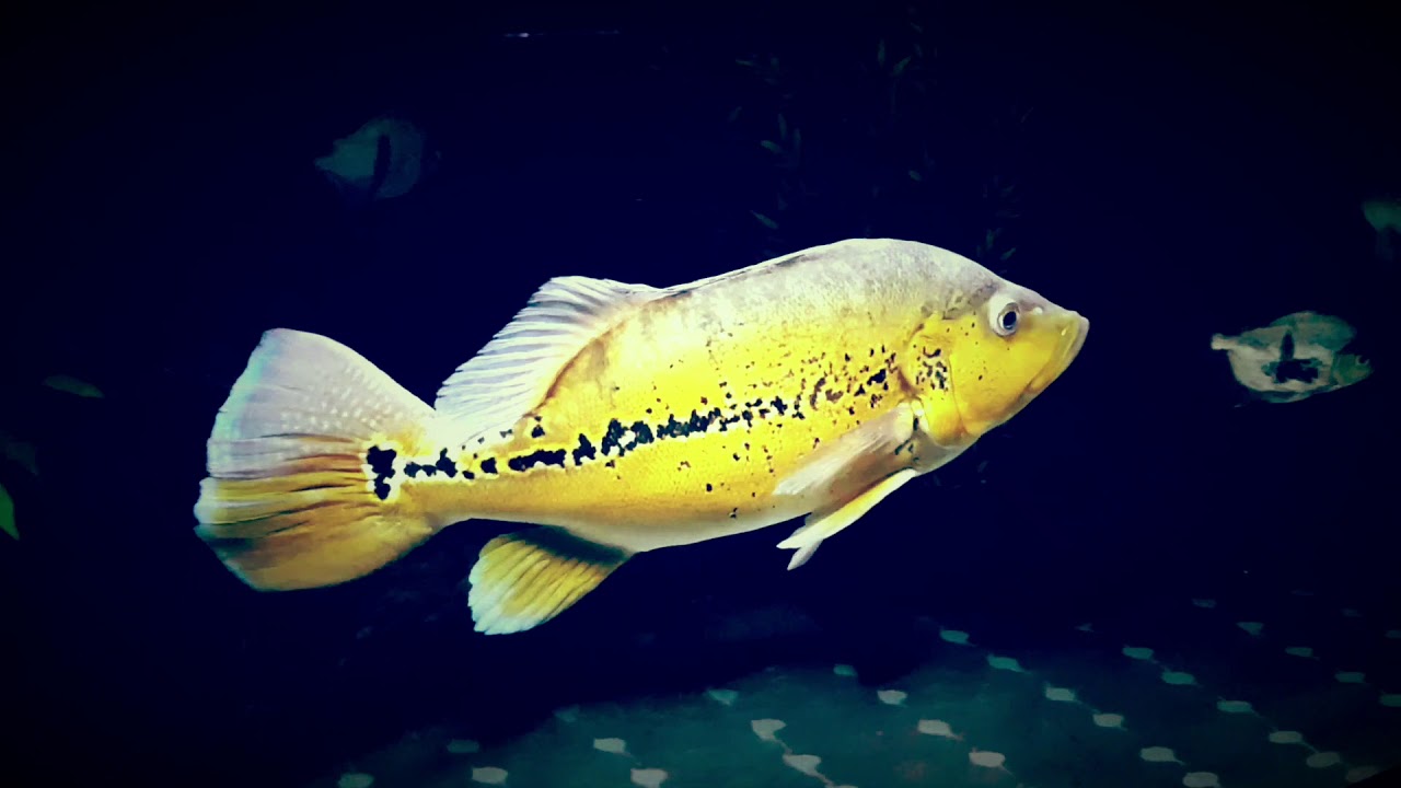 Cichla melaniae (Xingu peacock bass) - YouTube