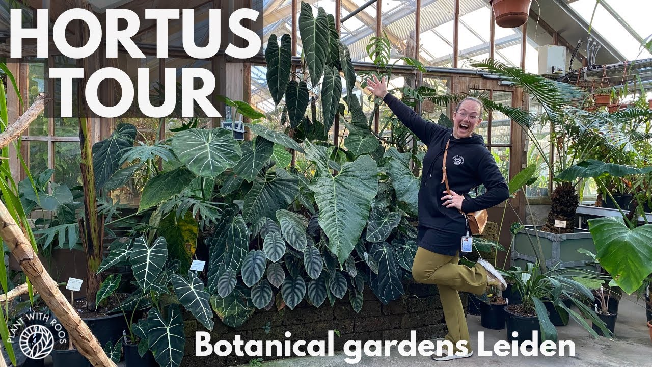 Tour of the Botanical Gardens! Check out Hortus Leiden with me | Plant ...
