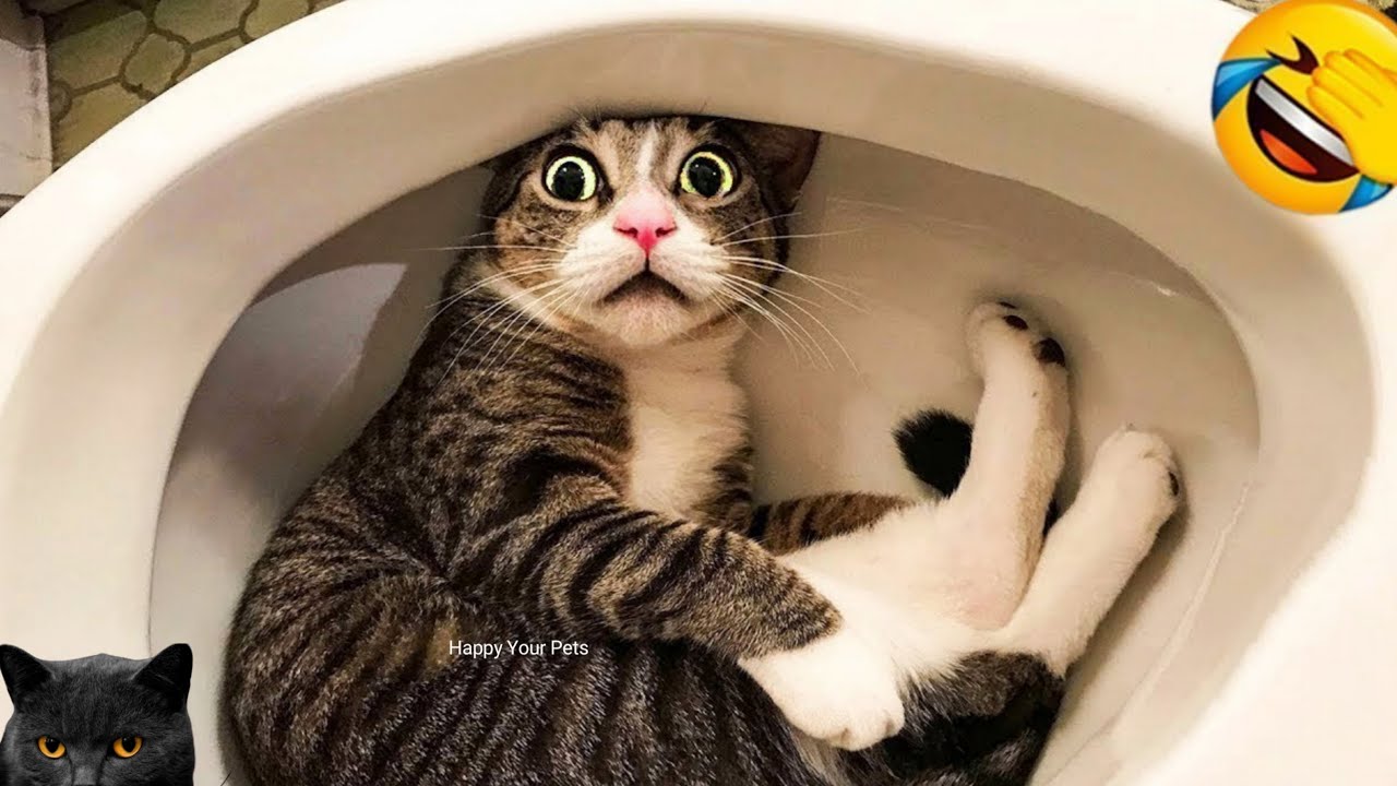 Funny Cats Fails Compilation! Funniest Cats And Dogs 2025 | #397 - YouTube