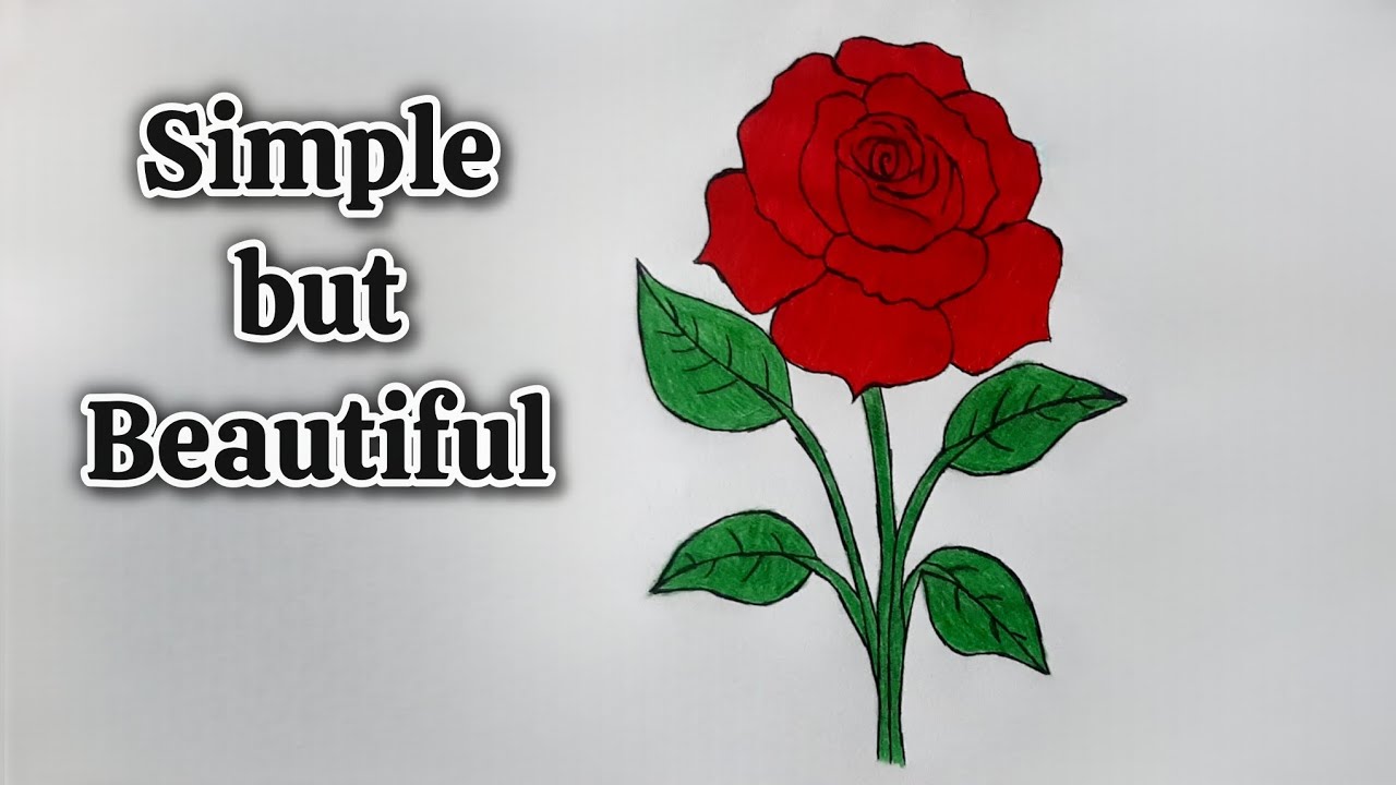 How I Drew This Beautiful Rose – Full Process - YouTube