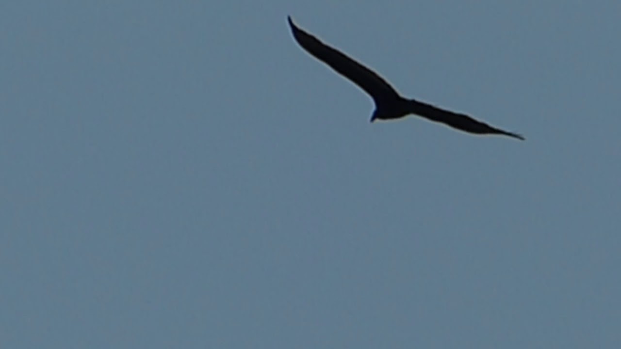 10-11-18 Smith Point WMA Hawk Watch, Anahuac NWR, and Rollover Pass [HD ...