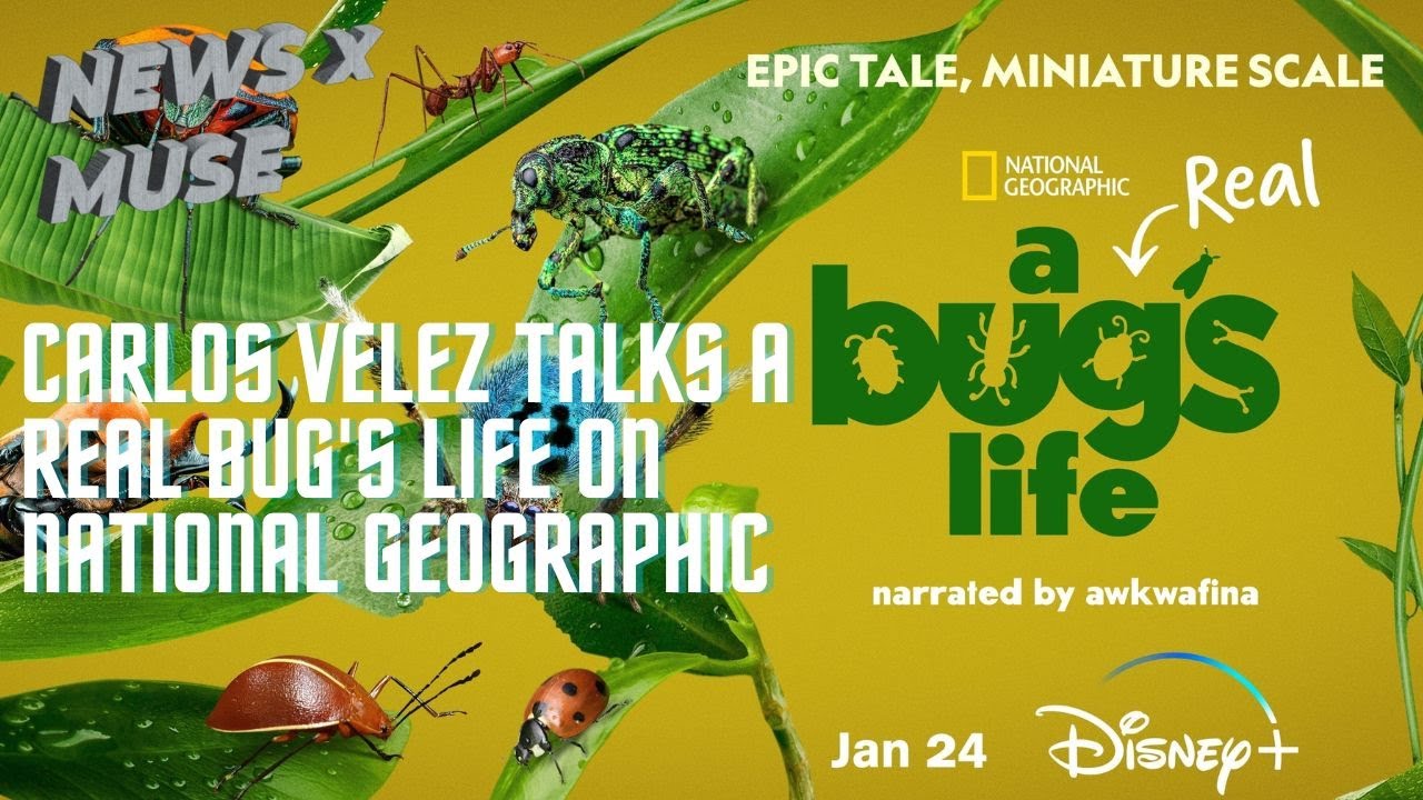 Carlos Velez Talks A Real Bug's Life on National Geographic - YouTube