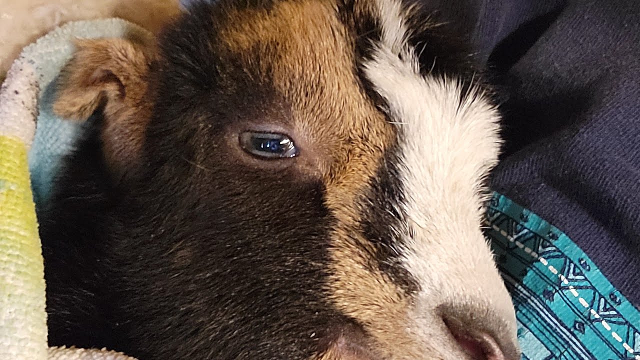 Sick Baby Goat - YouTube