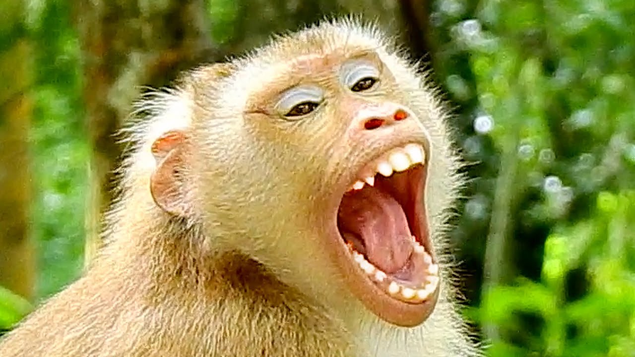 Wow! Libby's teeth look like human when she open her mouth - YouTube