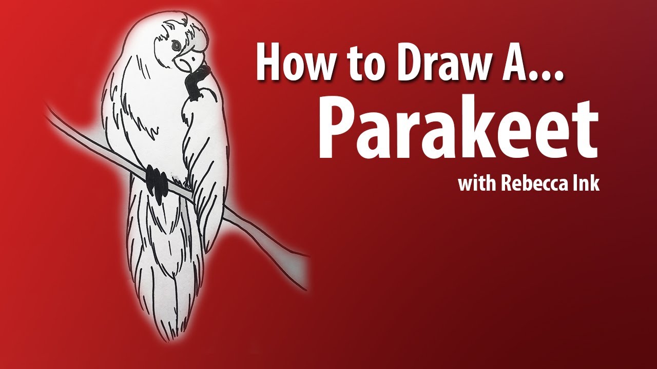How To Draw A Parakeet - YouTube