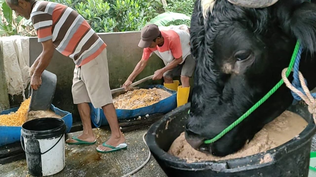 PROSES COMBORAN LEMBU BENGGOLO‼️🔥 - YouTube