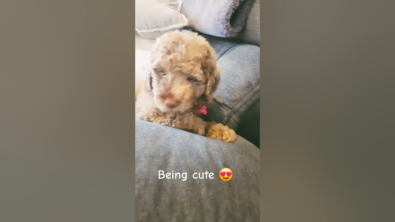 3 things im good at! #puppy #cute #doggo #shortsvideo - YouTube