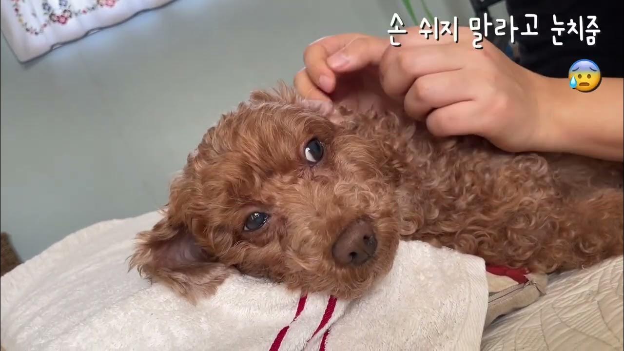 주인 눈치주는 강아지 Youtube